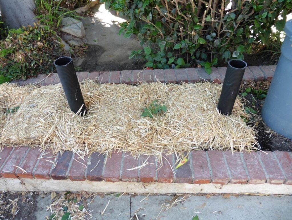 Hot Weather - Grow Tomatoes Easily