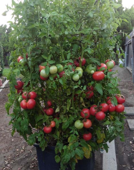 Grow Tomatoes Easily | 100s of Tomatoes on Every Plant